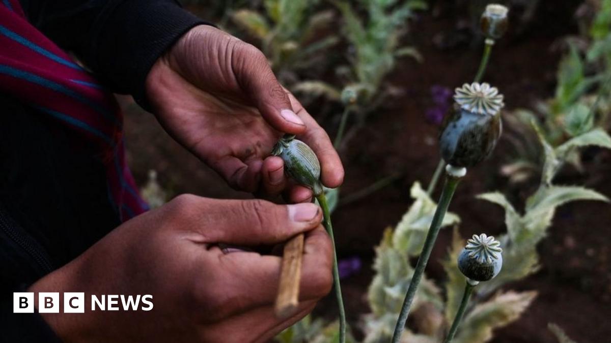 Myanmar overtakes Afghanistan as top opium producer - BBC News