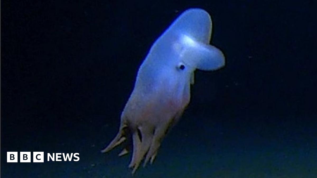 World's deepest octopus captured on camera - BBC News