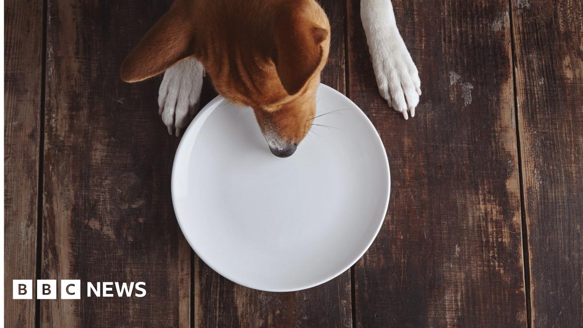 Dog's dinner: DNA clue to how dogs became our friends - BBC News