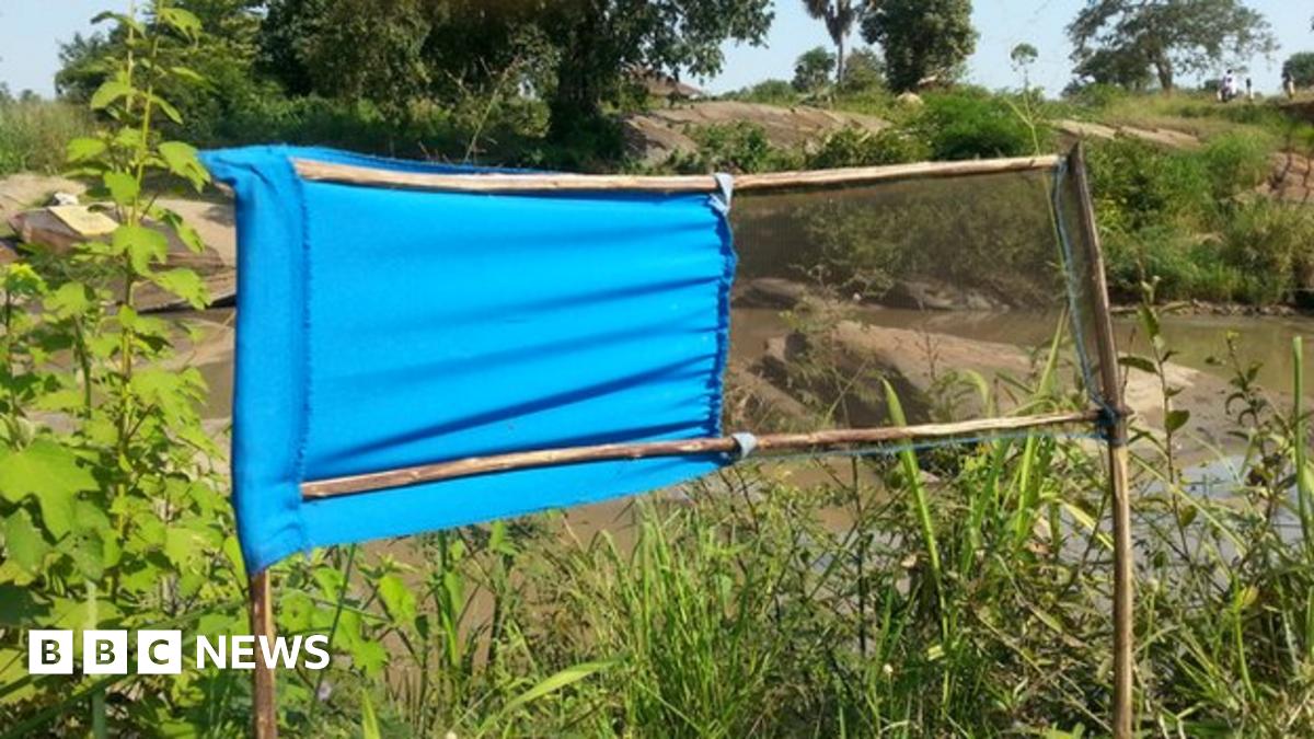 Health Check: Blue is the colour for sleeping sickness cure - BBC News