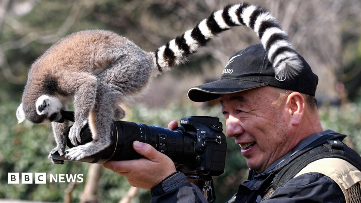 Week in pictures: 13 - 19 November 2021 - BBC News