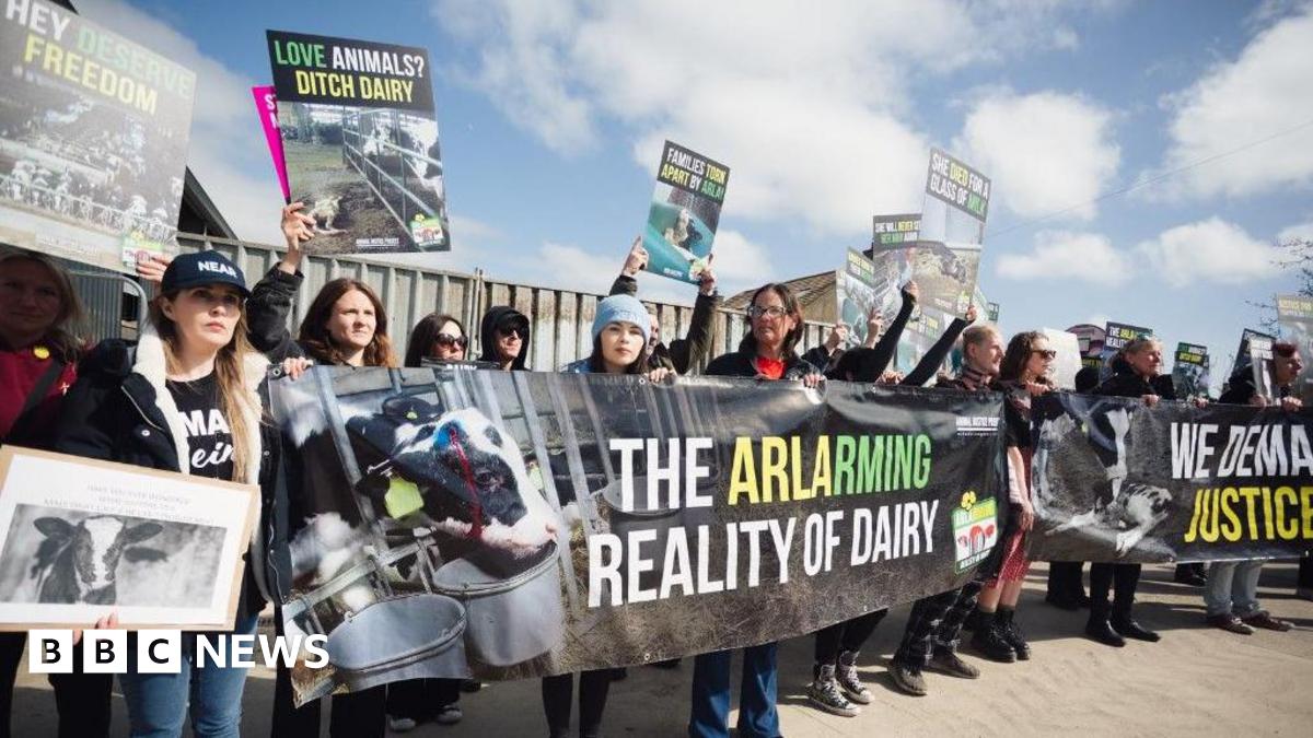 Protest over Northallerton dairy farm cow abuse allegations - BBC News