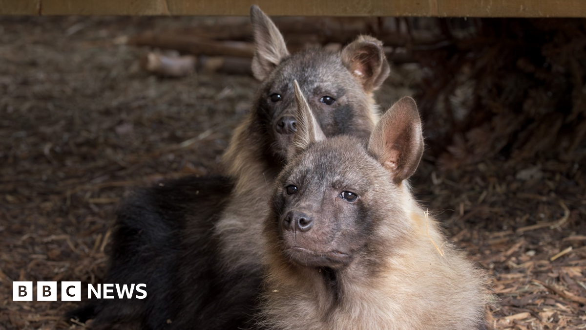 Young pair of rare endangered hyenas arrive at zoo - BBC News