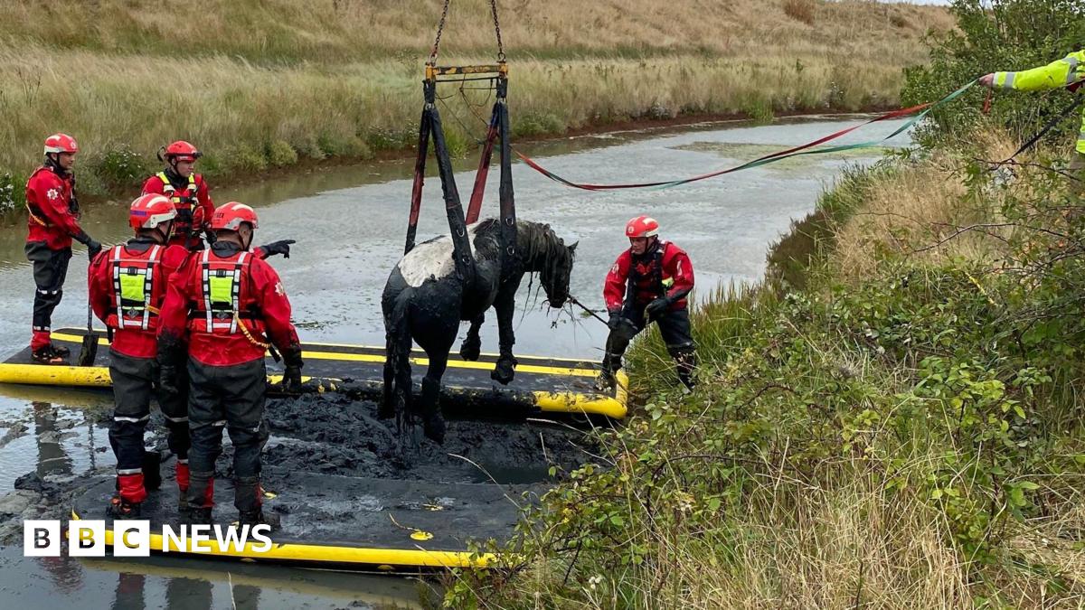 Firefighters rescue Clive the horse stuck in mud near Southend - BBC News