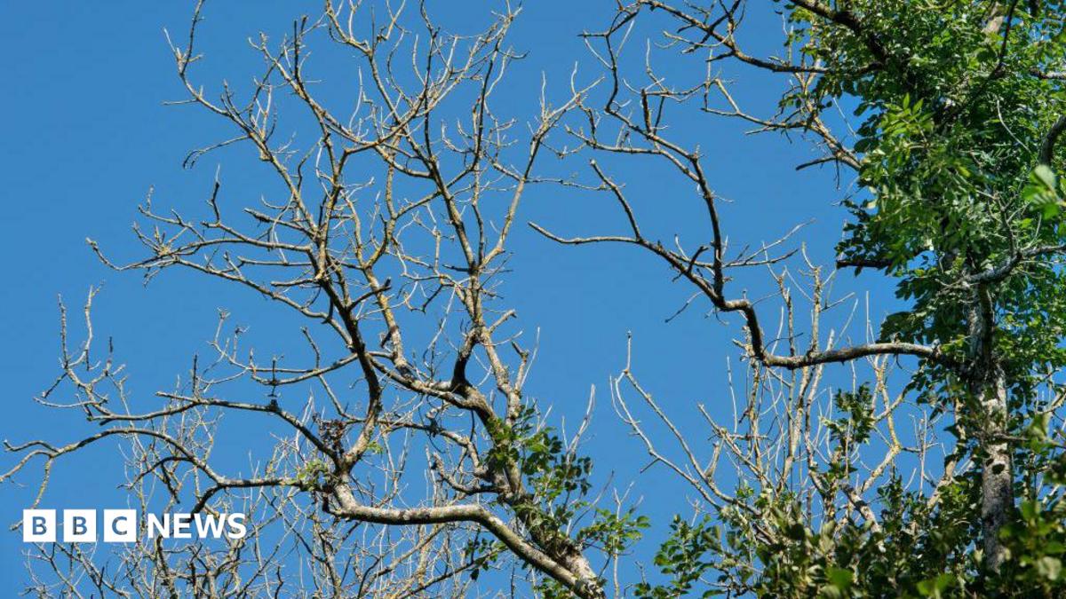 Brighton: Hundreds of trees to be felled due to disease - BBC News