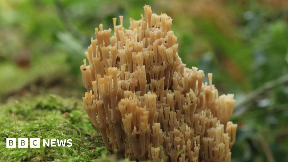 Rare fungus recorded for first time in Leicestershire - BBC News