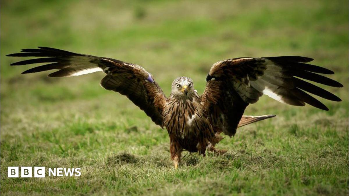 Red Kite found dead was poisoned with banned pesticide - BBC News