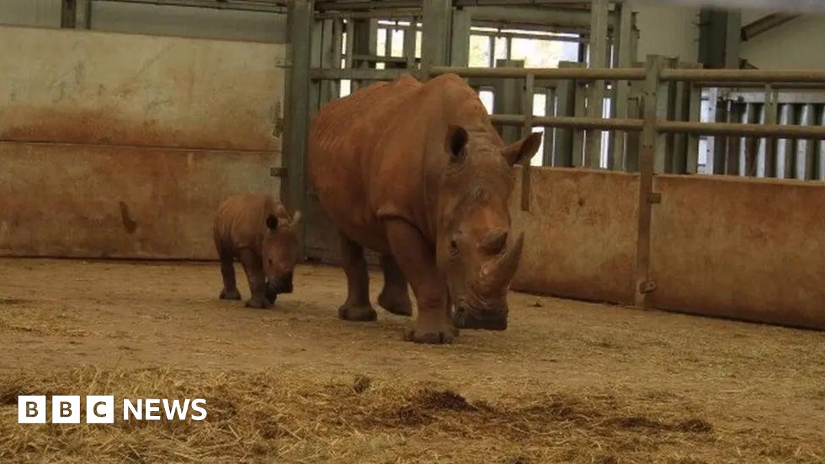 South Lakes Zoo faces animal welfare and bullying allegations - BBC News