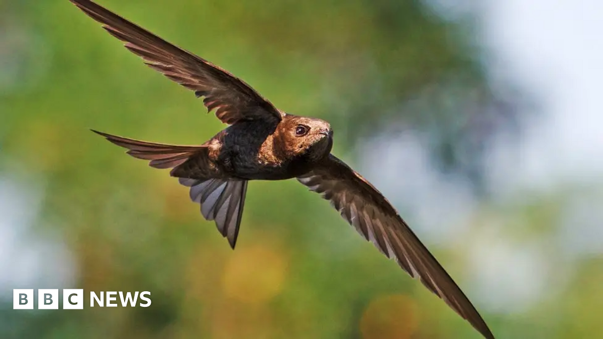 Leicestershire swift project to boost numbers hailed success - BBC News