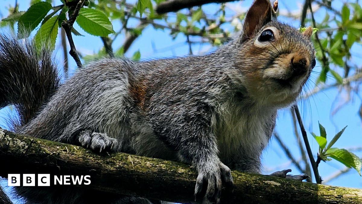 Your photos from across the West Midlands: Squirrels and sunshine - BBC ...