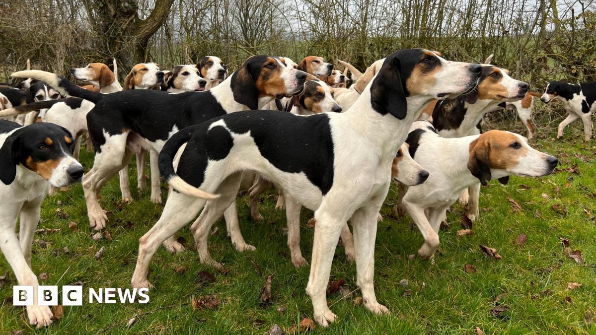 Cumbrian rift over plan to ban trail hunting - BBC News