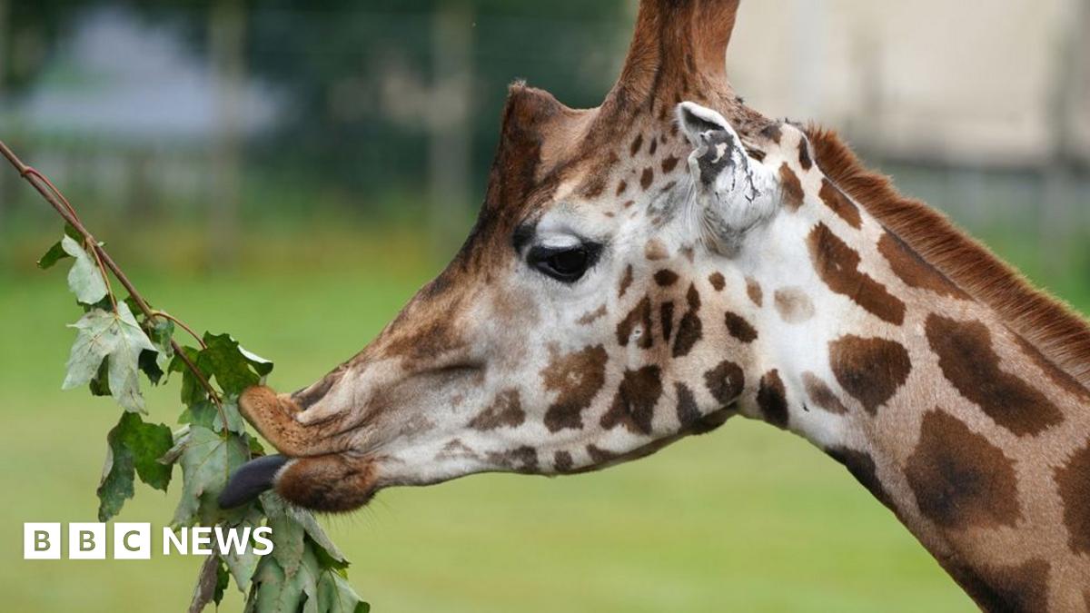 Chester Zoo safari lodges overlooking giraffes approved - BBC News