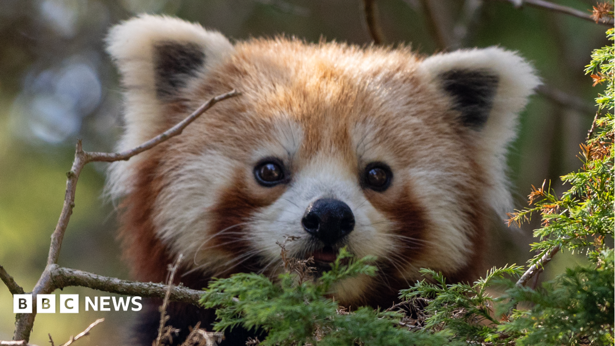 Brown spider money and red panda arrive at Paignton Zoo - BBC News