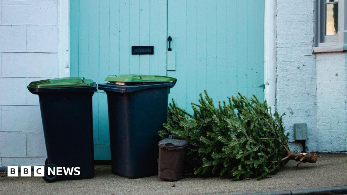 Dorset Mind: Christmas tree recycling campaign relaunches - BBC News