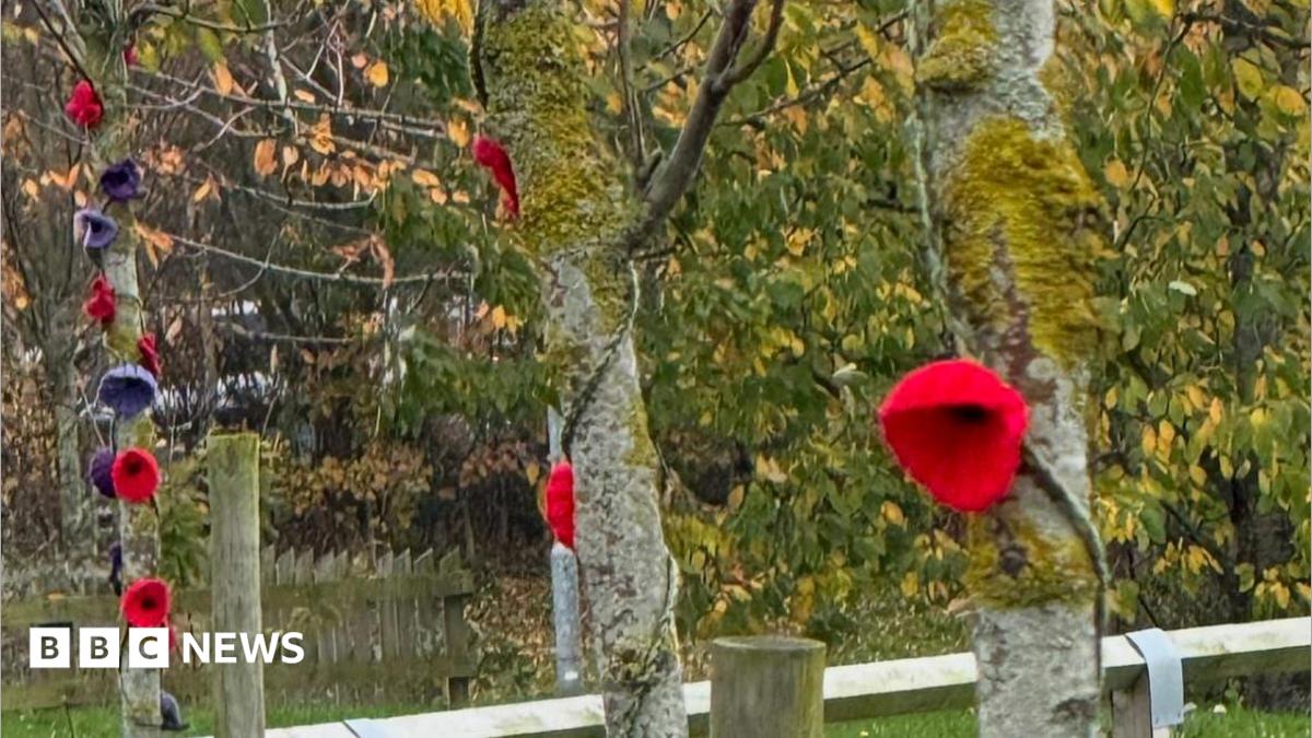 'We put up poppies but they were taken down for tree planting' - BBC News