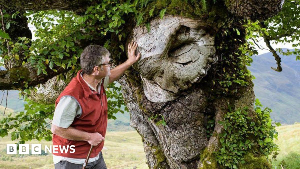'Lord of the Rings' tree joined by wych elm seedlings - BBC News