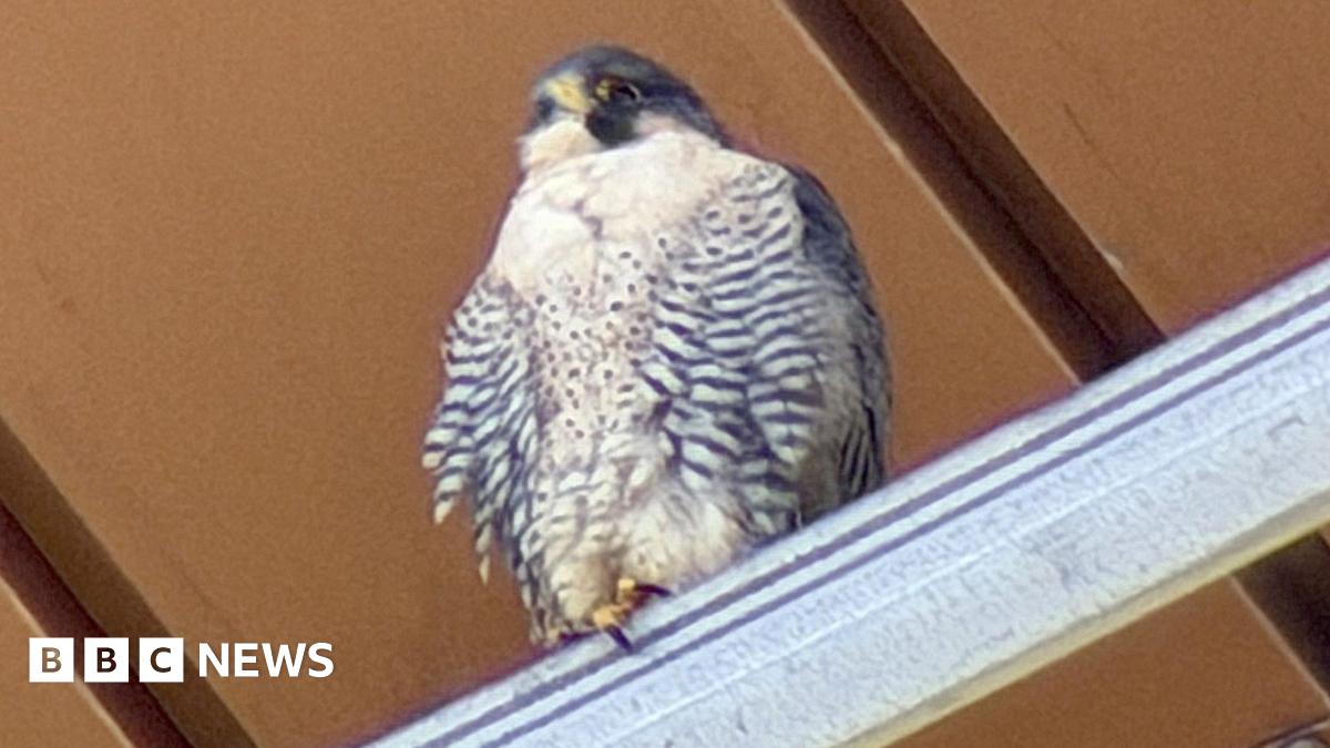 Peregrine falcon family make Glasgow Cineworld new perch - BBC News