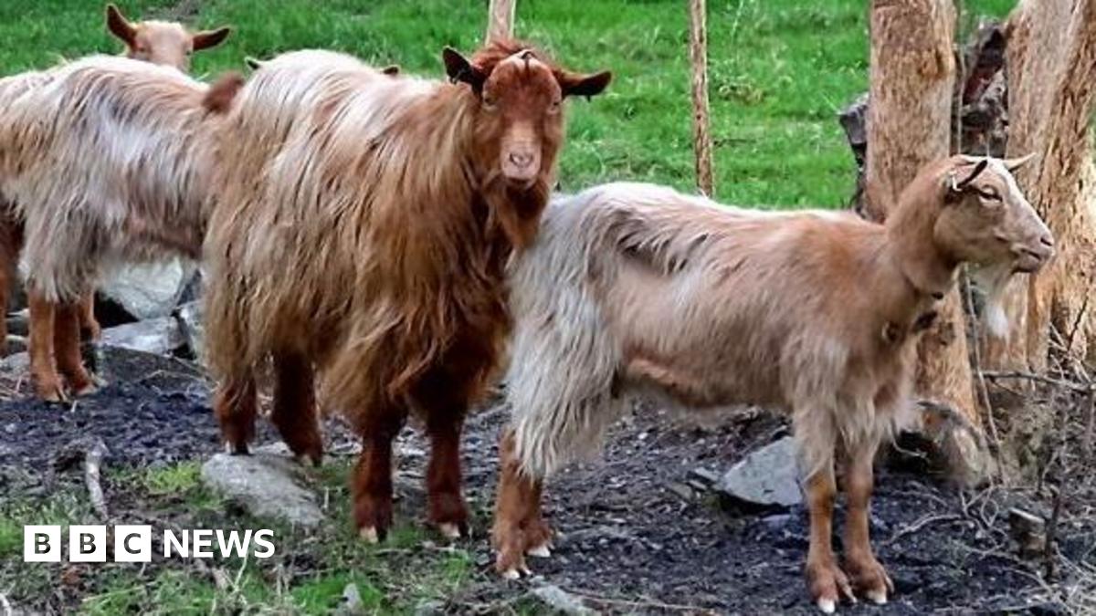 Isle of Man bans some EU meat and cheese to prevent 'goat plague' - BBC ...