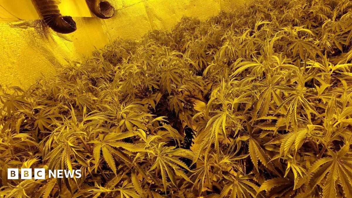 Cannabis factory suspect rescued from unstable roof in Millbrook - BBC News