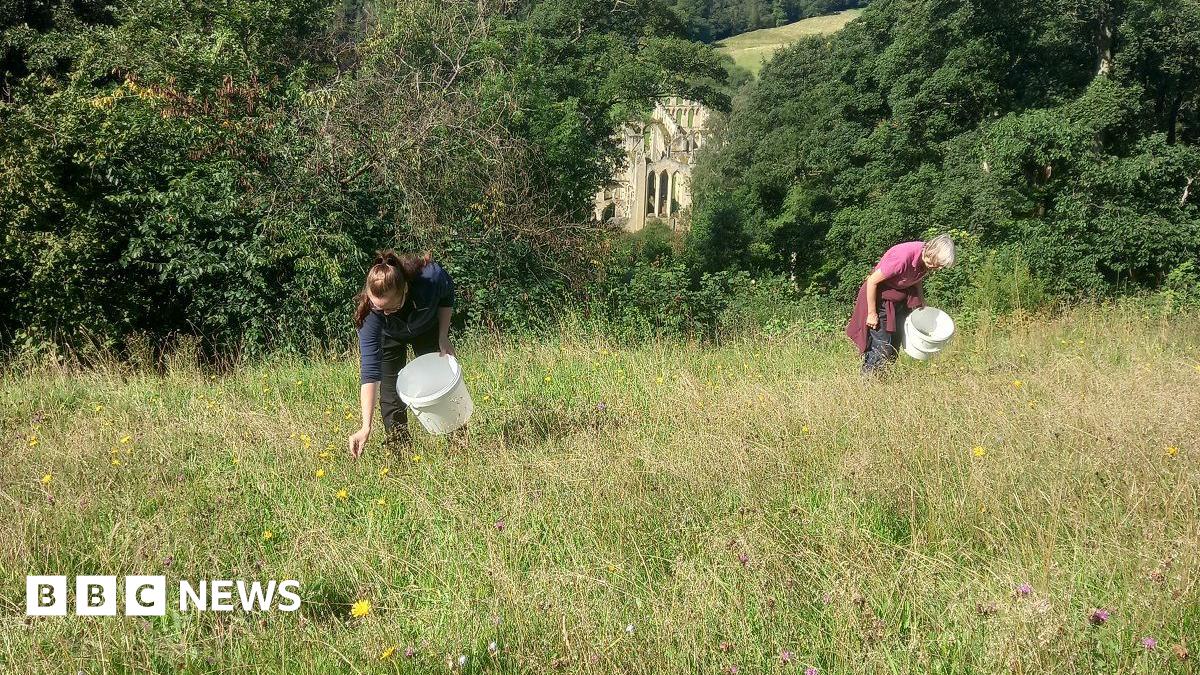North Yorkshire project to create new 'insect super-highways' - BBC News