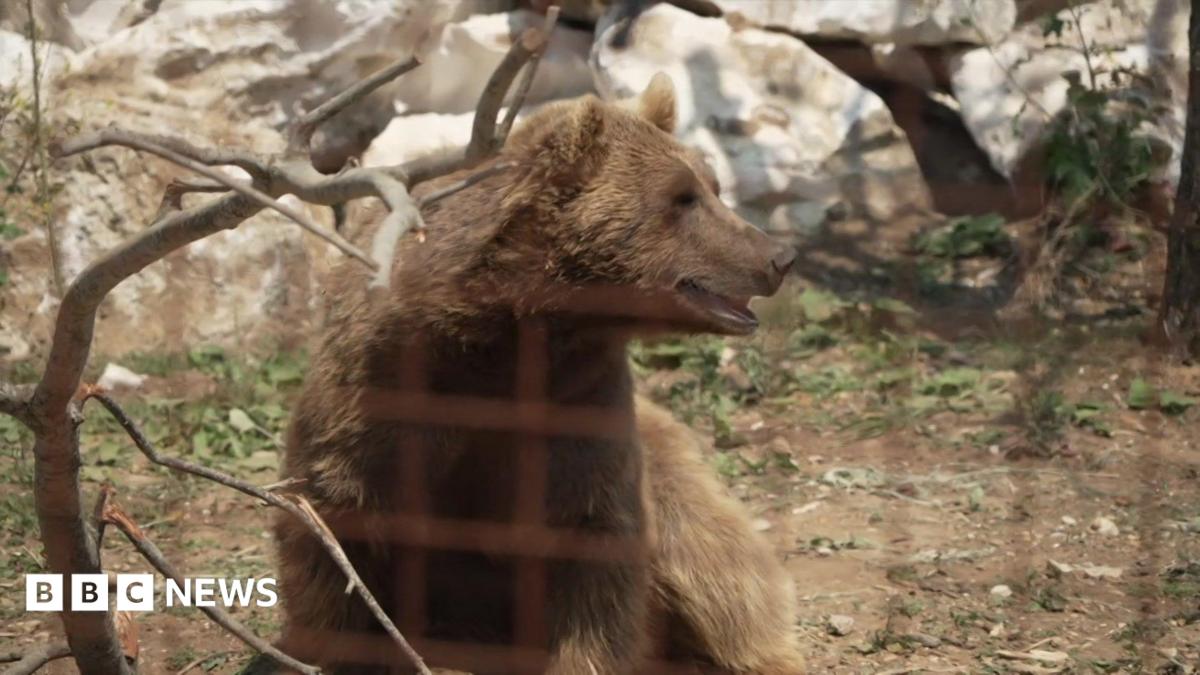 Rescued bears 'making good progress' ahead of enclosure move - BBC News