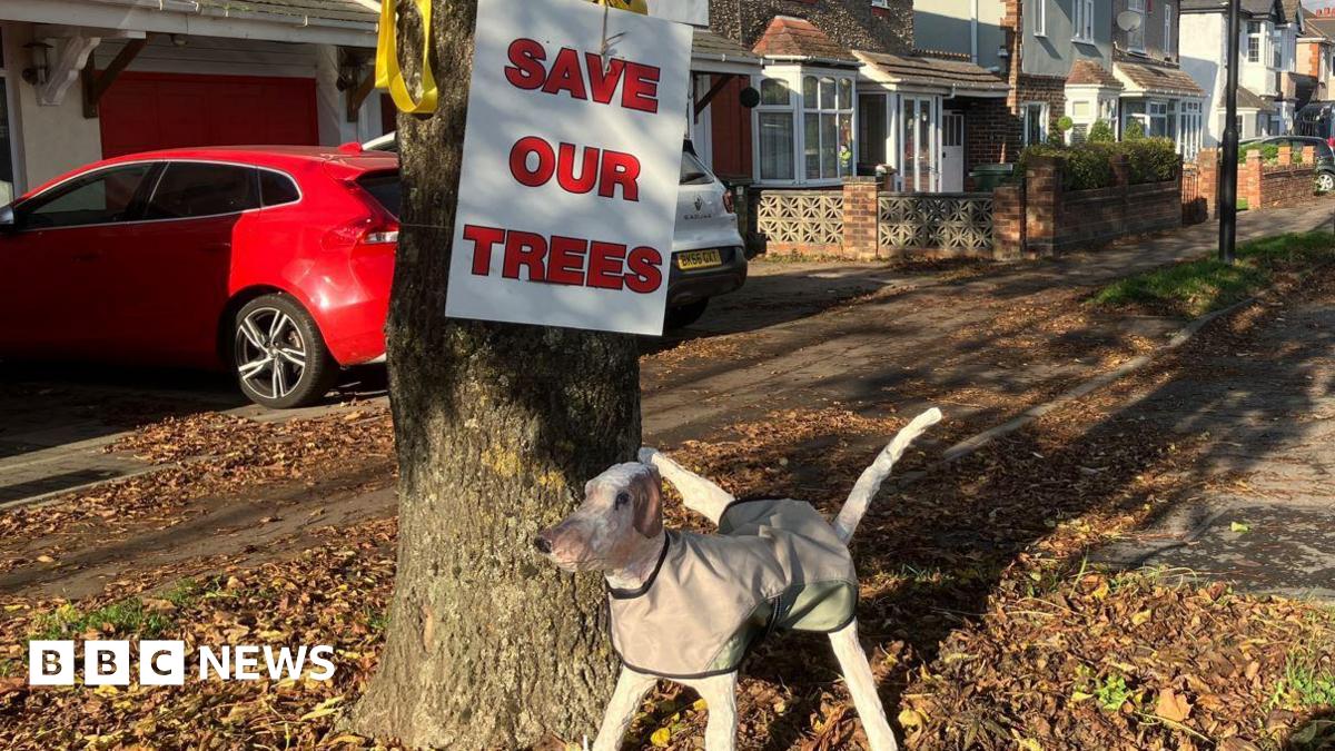 Coventry campaigners plan record tree hug in bid to save 26 trees - BBC ...