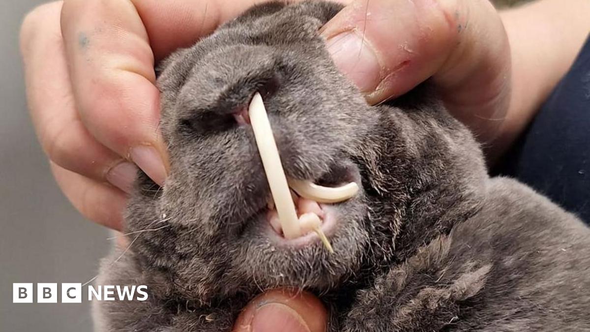 Wigan: 'Tusk teeth' left rabbit on brink of starvation - BBC News