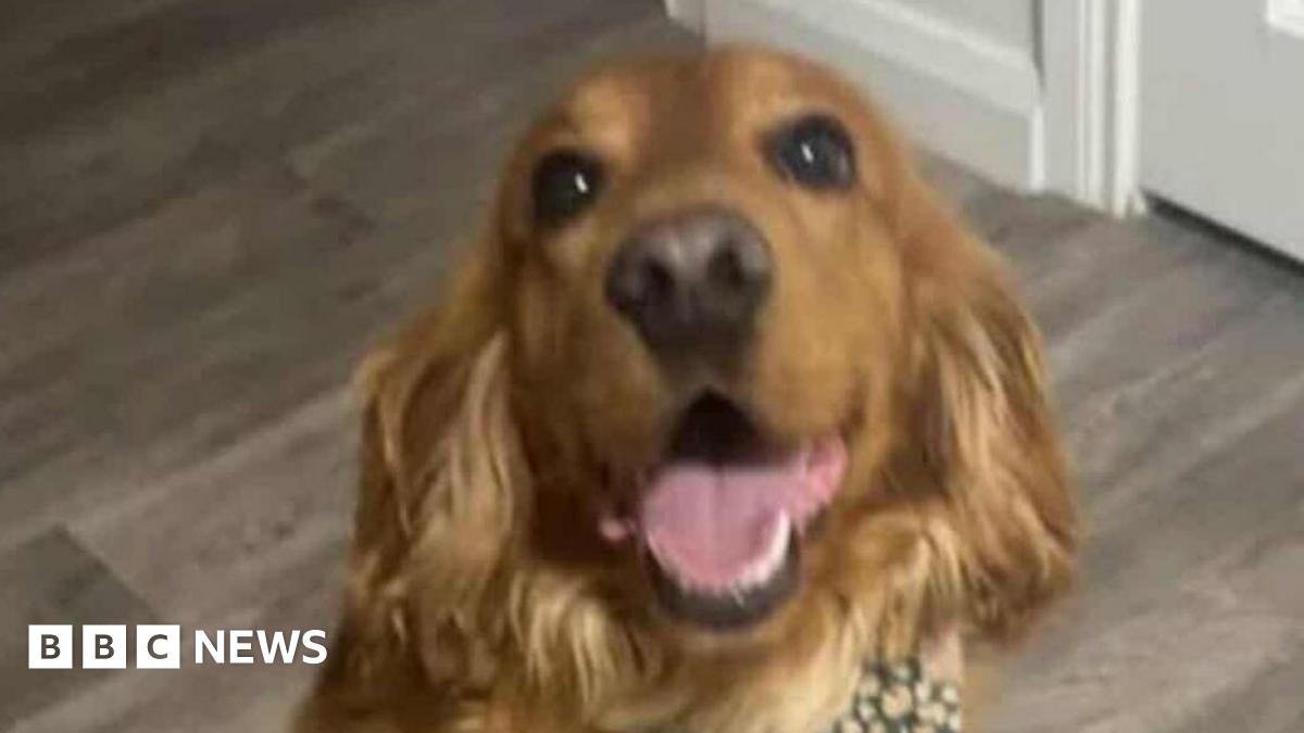 Bailey the dog: MLA calls for pet dogs in prison practice to end - BBC News