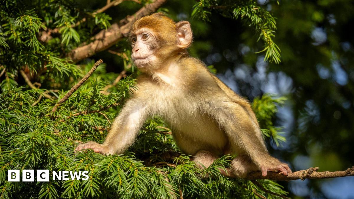 Your photos across the West Midlands: Magnificent monkeys and mushrooms ...