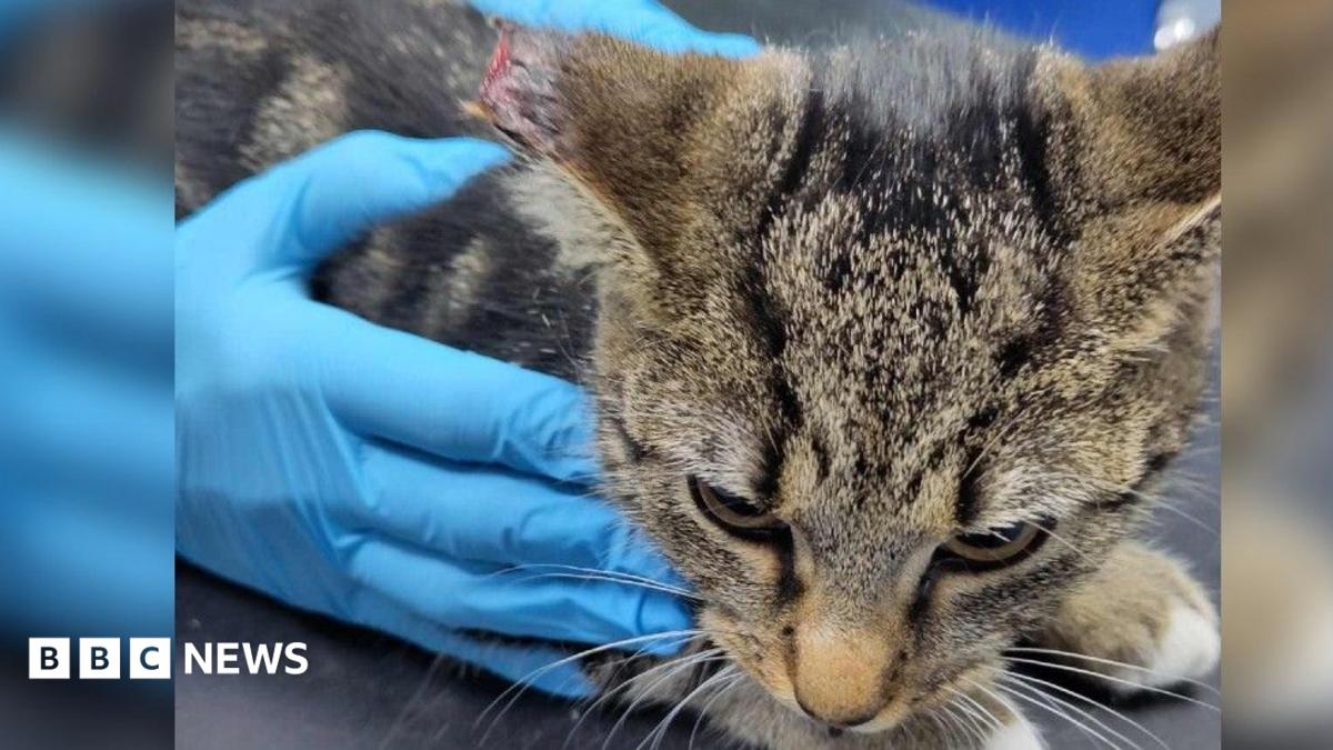 Kitten returns to Slough home with tip of ear missing - BBC News
