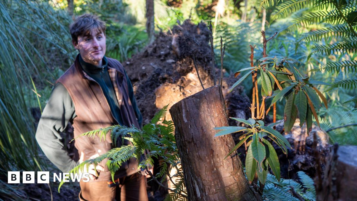 Offshoot gives tree felled by storm new life at Cornish gardens - BBC News
