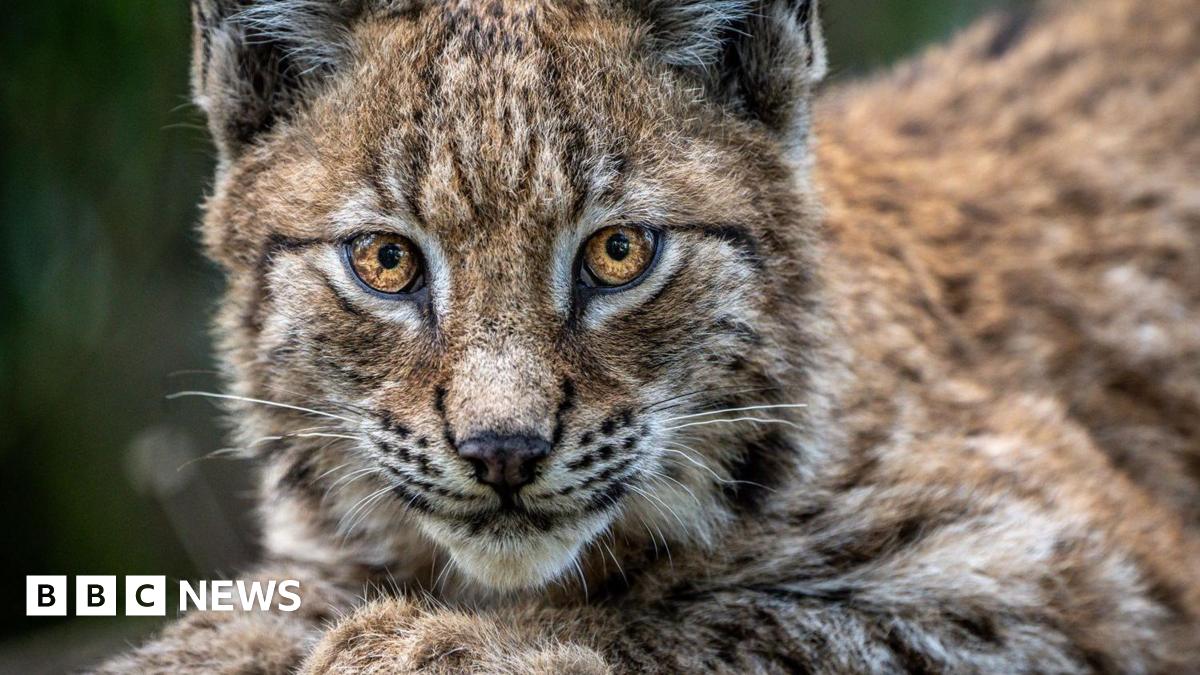 Northumberland Lynx introduction would ruin livelihoods - council - BBC ...
