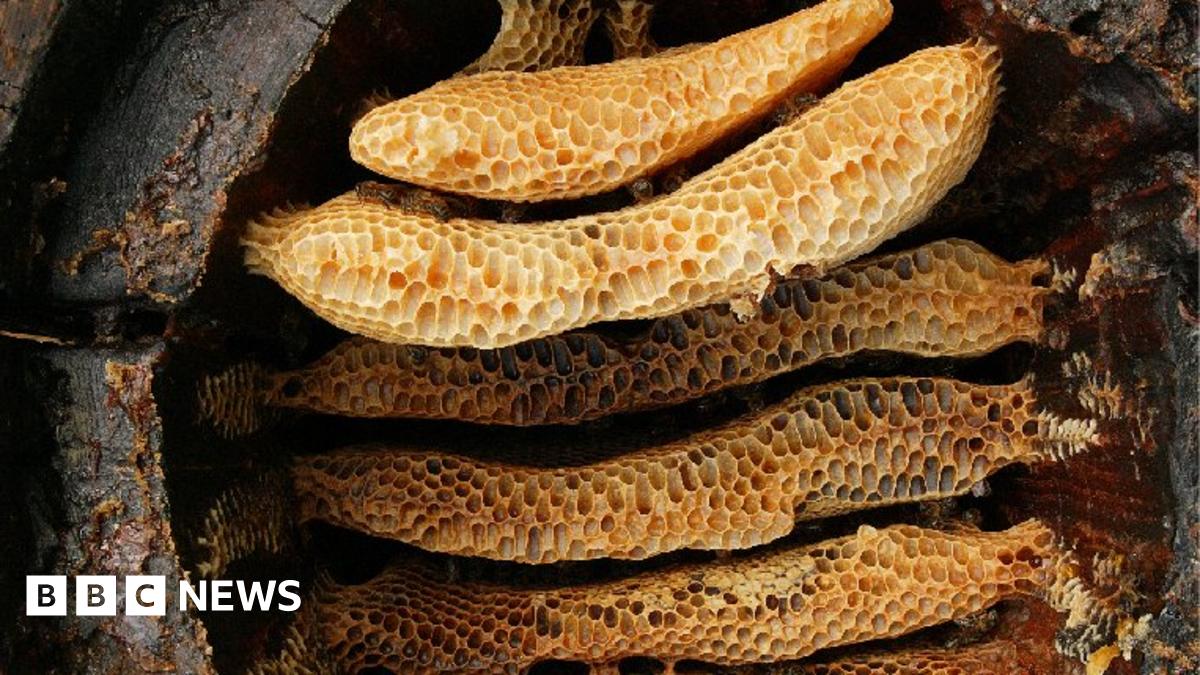 Prehistoric farmers were first beekeepers - BBC News