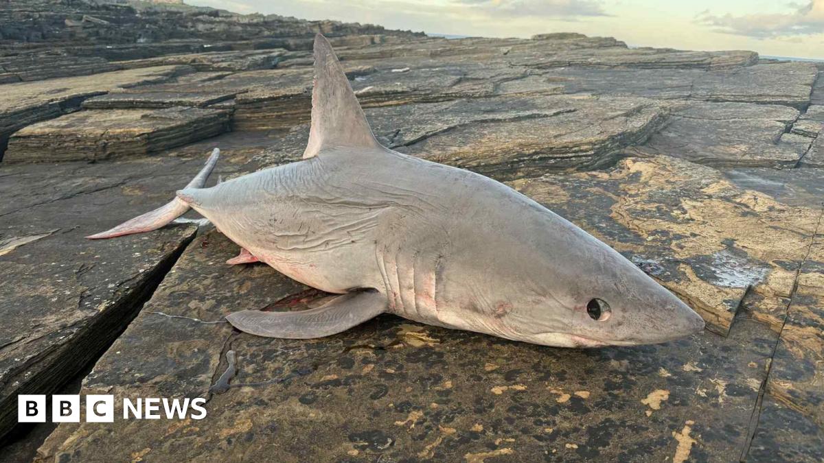 Dead shark found by walkers on rocky shoreline near Wick - BBC News