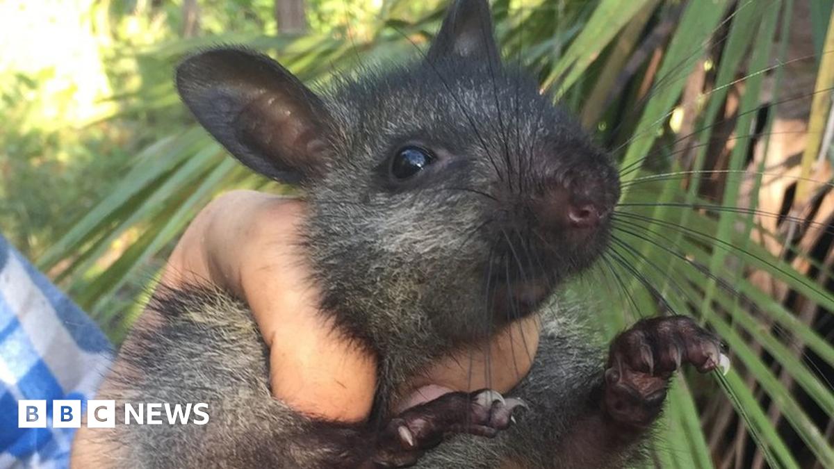 'Amazing' rediscovery of rare Australian tree-rat - BBC News