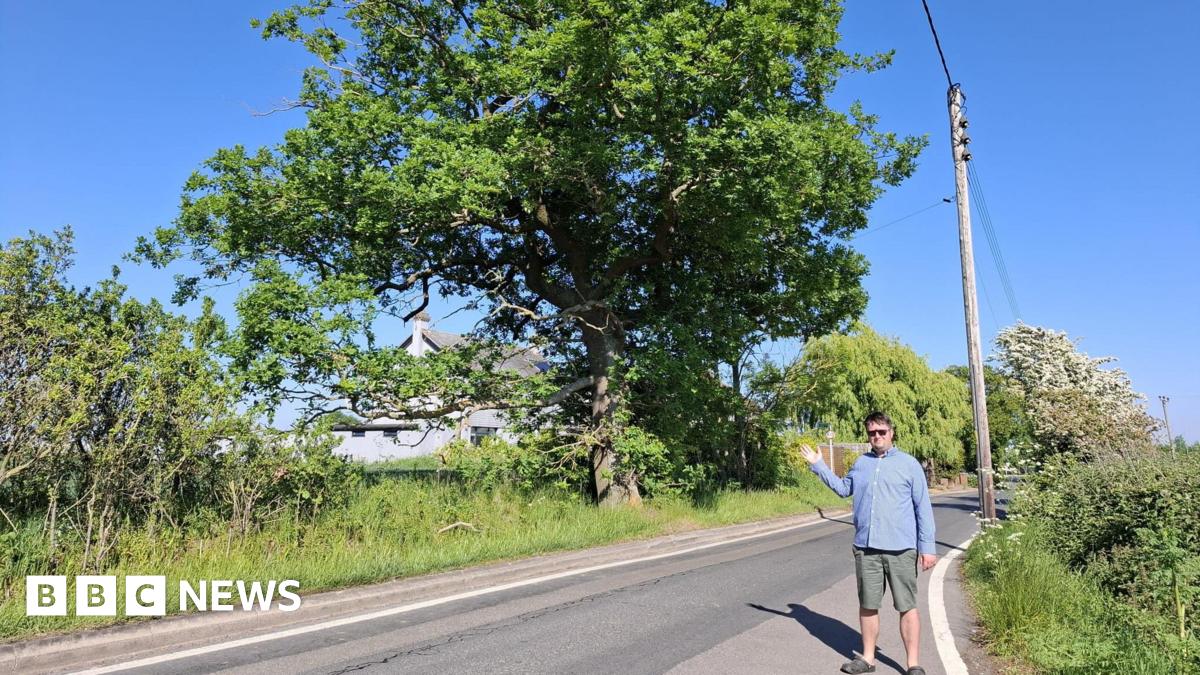 Thousands back bid to protect historic High Halstow oak trees - BBC News