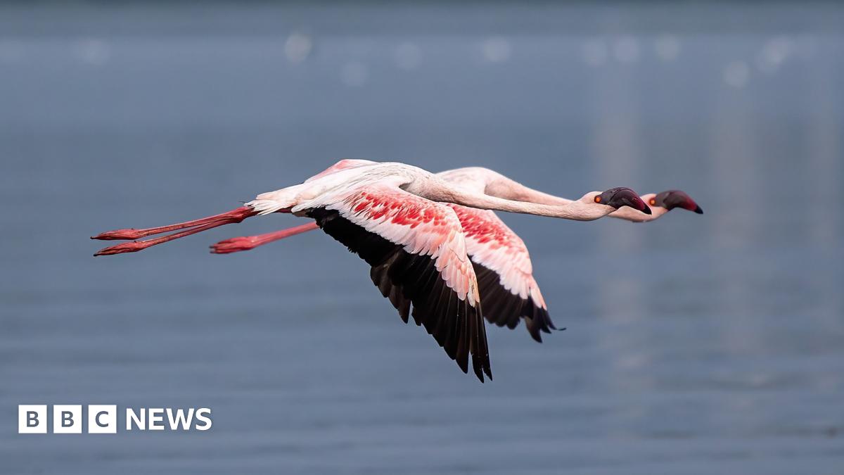 Mumbai: Dozens of flamingos dead after being hit by plane - BBC News