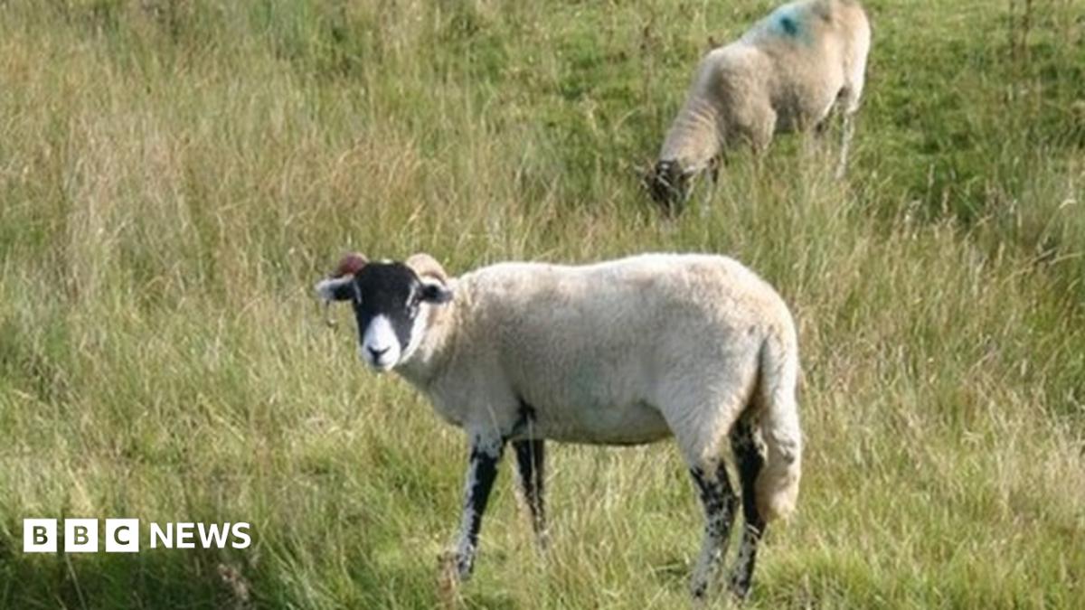 Wensleydale police and farmers tackle sheep rustlers - BBC News