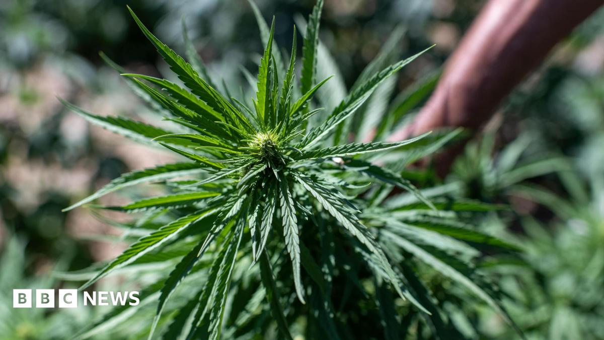 Largest cannabis study reveals dangers of self-medicating - BBC News