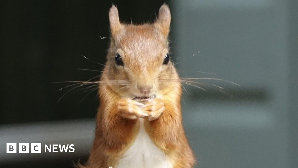 Red squirrels 'thriving' in Mersea Island after reintroduction - BBC News