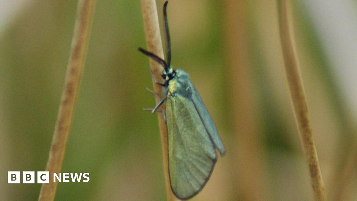 Rare forester moth found in Essex for first time since 1974 - BBC News