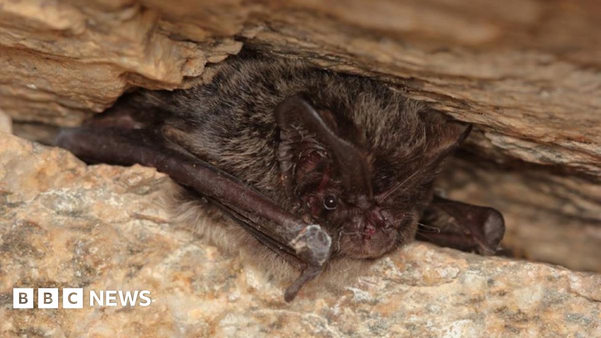 Woodbridge: Rare Barbastelle bat found in volunteer garden survey - BBC ...