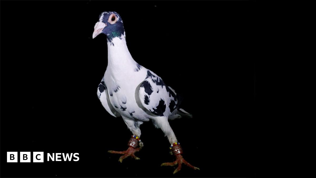 In pictures: Prize pigeons - BBC News