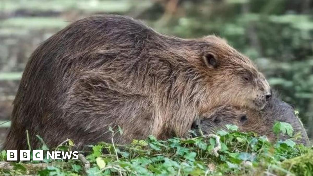 Holnicote Estate applying for future beaver releases after trial - BBC News