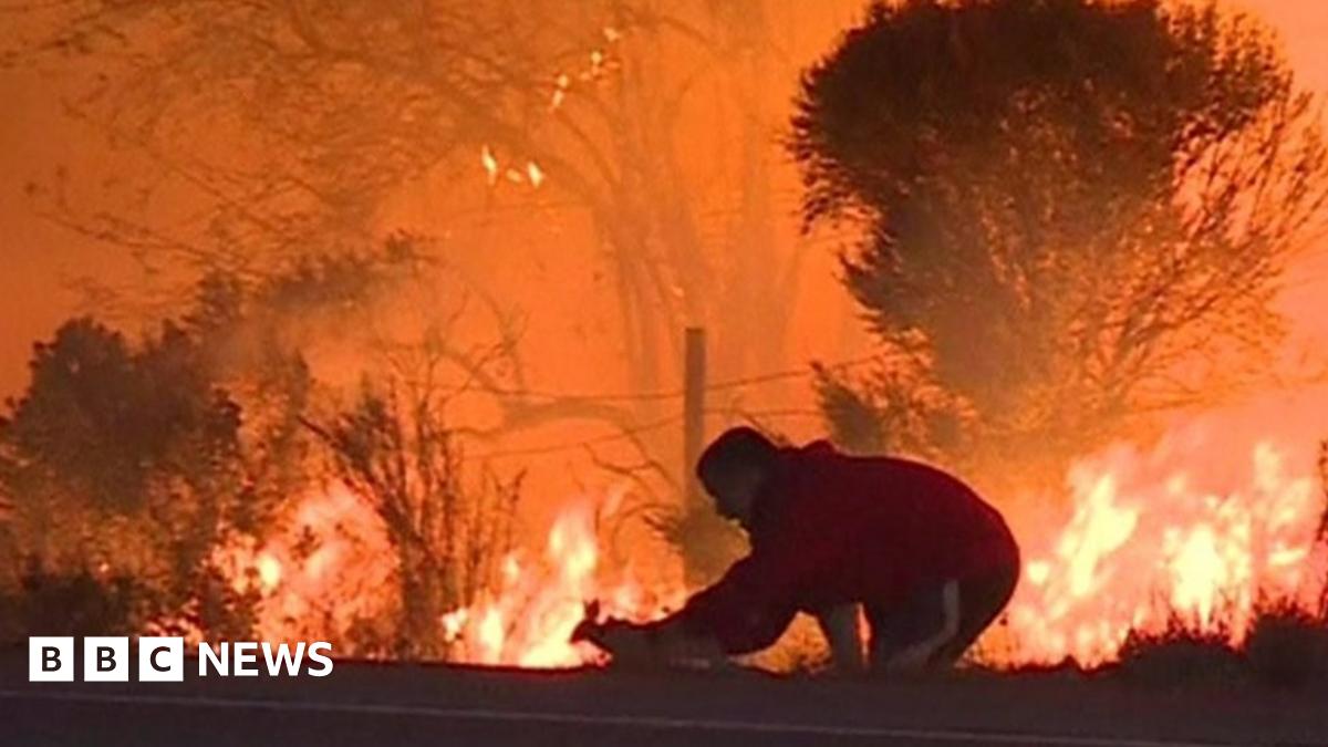 Rabbit dramatically rescued from California wildfire on the mend - BBC News