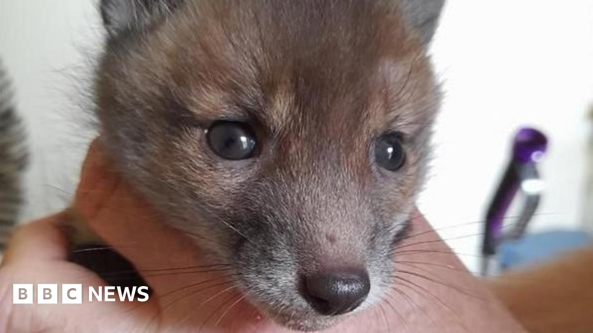 Devon animal charity rescues its first fox cub of the year - BBC News