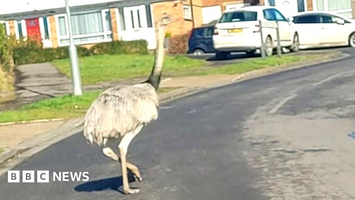 Rhea birds running wild on Hertfordshire housing estate - BBC News
