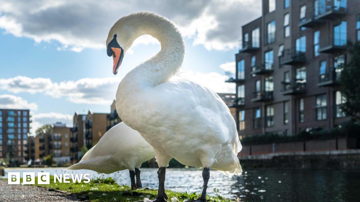 Railway staff learn swan handling skills to prevent train delays - BBC News