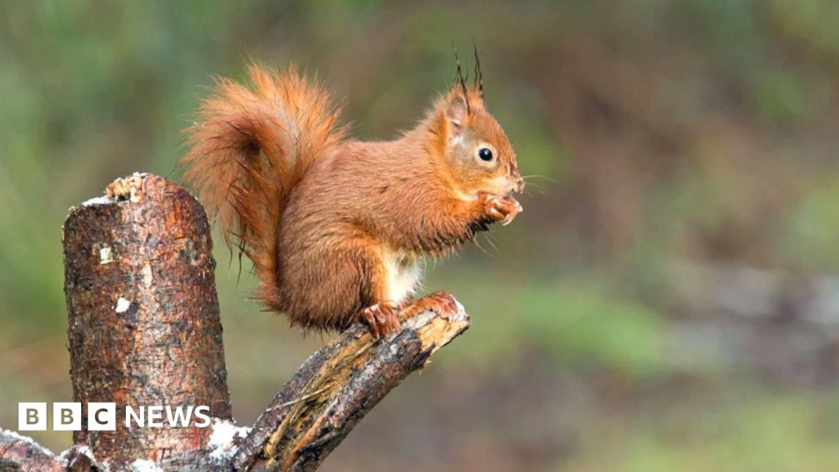 Anglesey killer red squirrel virus 'highly infectious' - BBC News