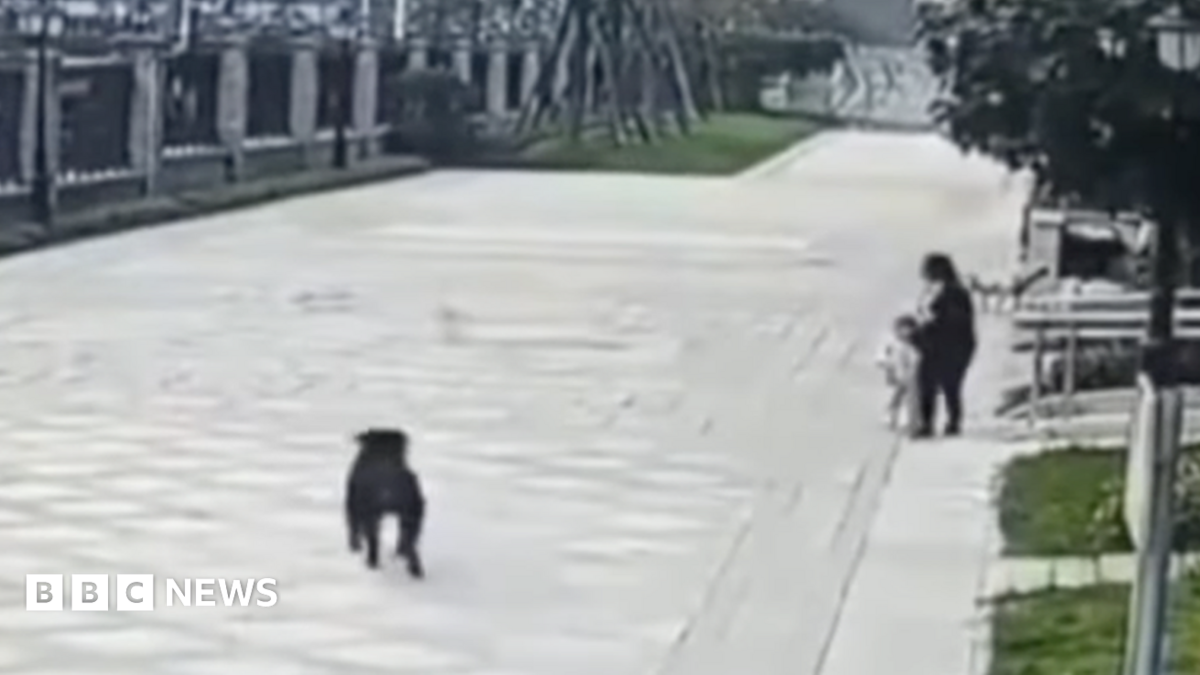 China toddler mauling prompts crackdown on dogs - BBC News